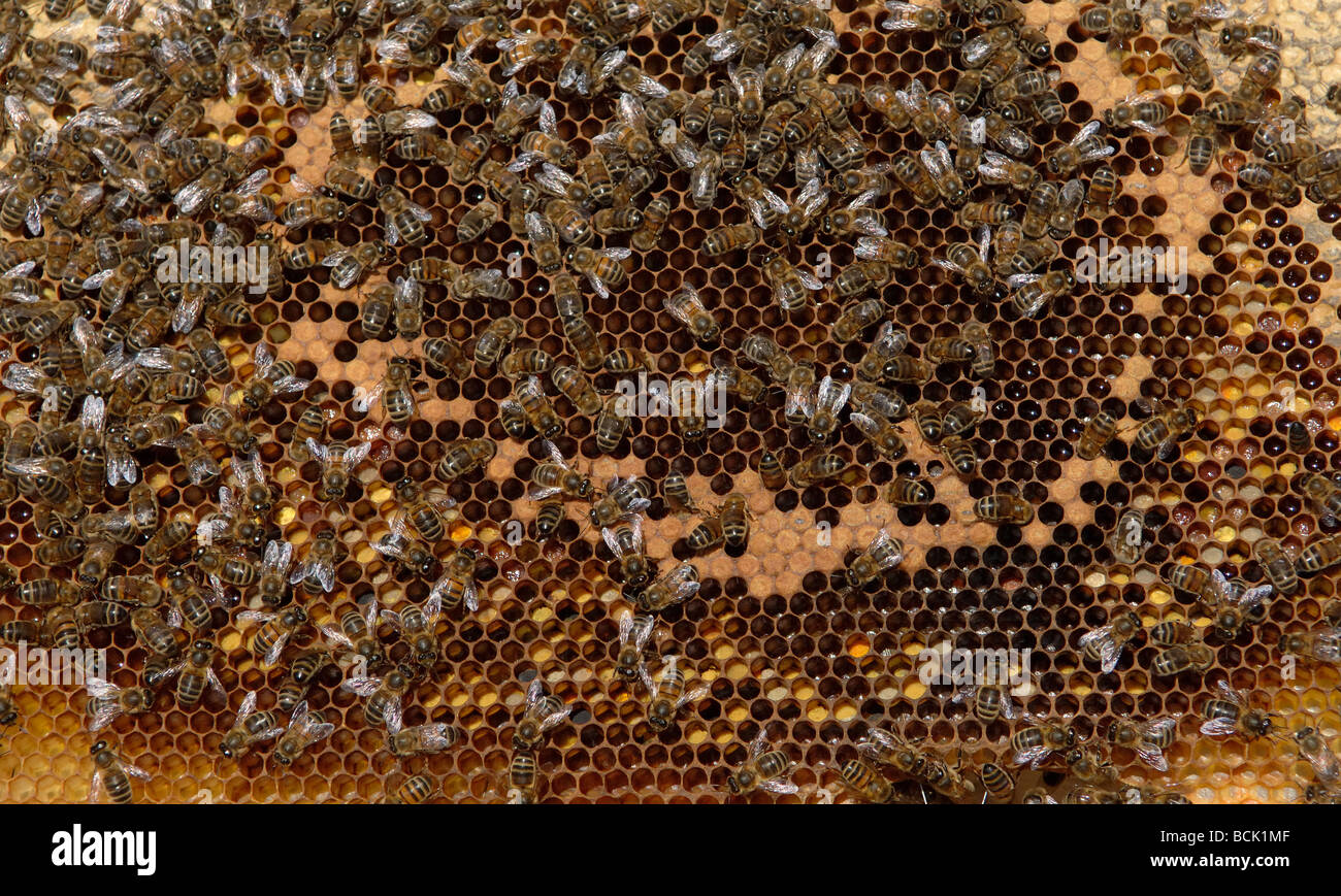 Brood frame from a bee hive Stock Photo - Alamy