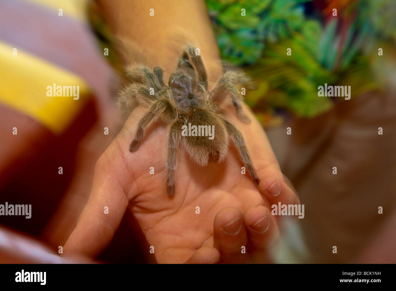 Tarantula spider on human hand hi-res stock photography and images - Alamy