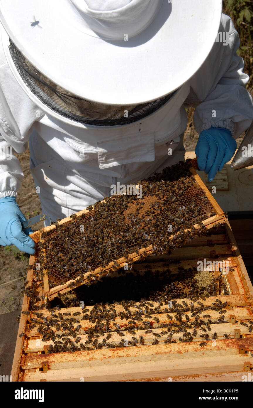 Bee keeper inspecting a national bee hive Stock Photo - Alamy