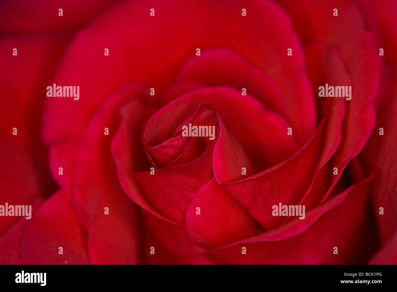 Rose Macro High Resolution Stock Photography and Images - Alamy