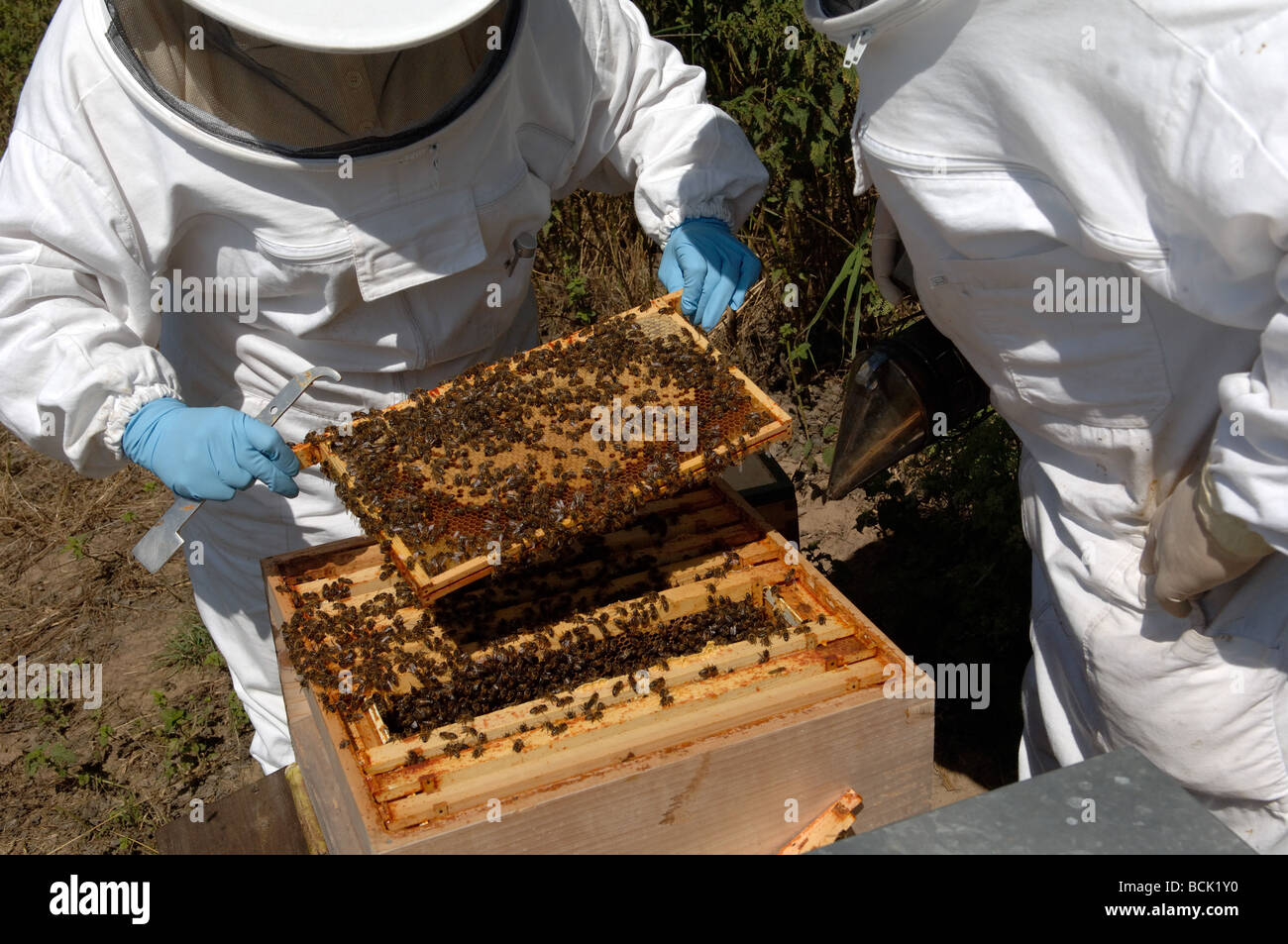 Bee keeper inspecting a national bee hive Stock Photo - Alamy