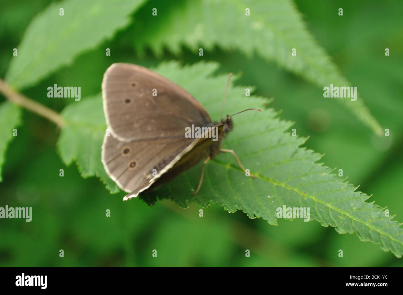 Ringlet butterfly - Aphantopus hyperantus Stock Photo - Alamy