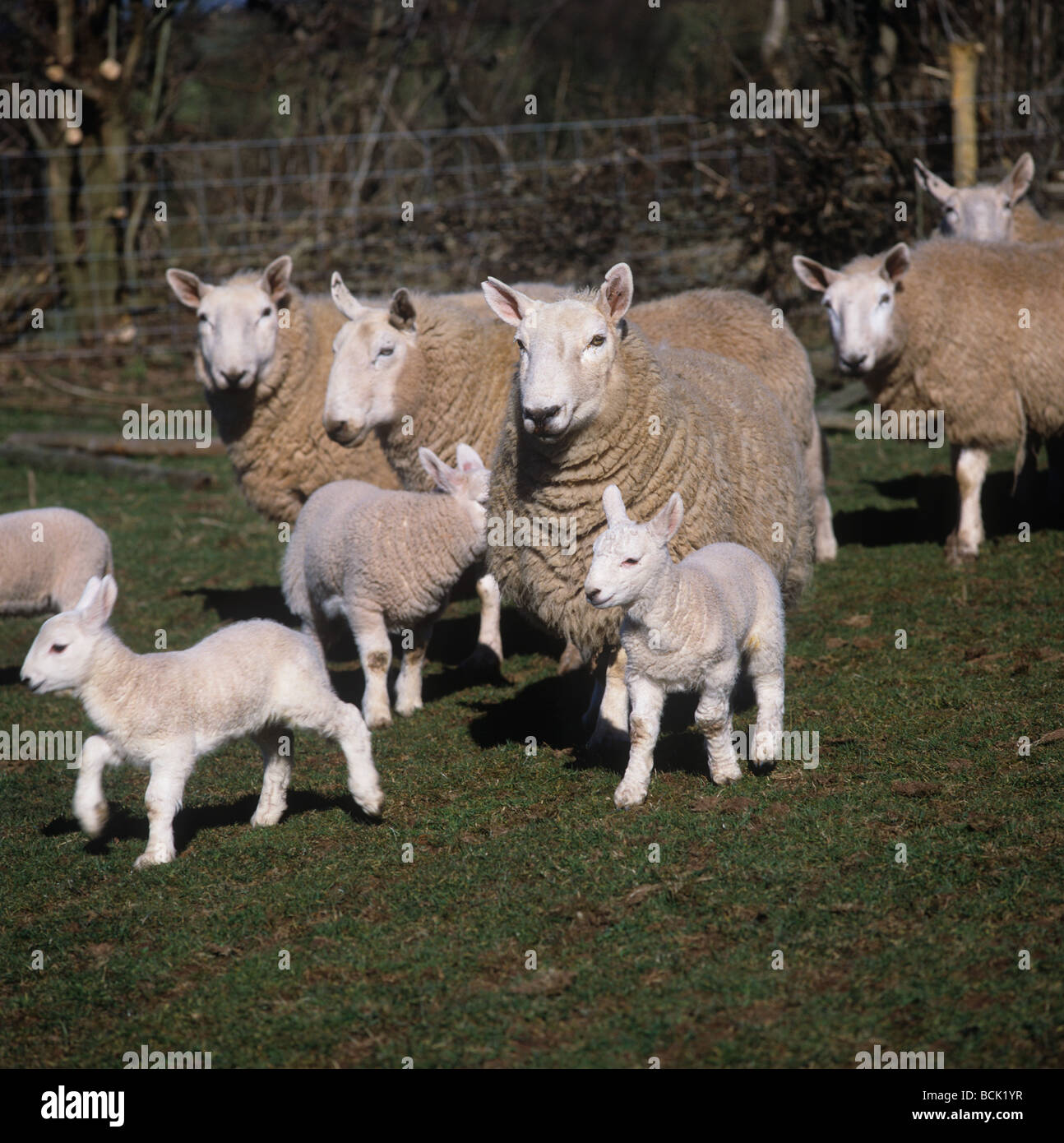Cheviot ewes with lambs in hi-res stock photography and images - Alamy