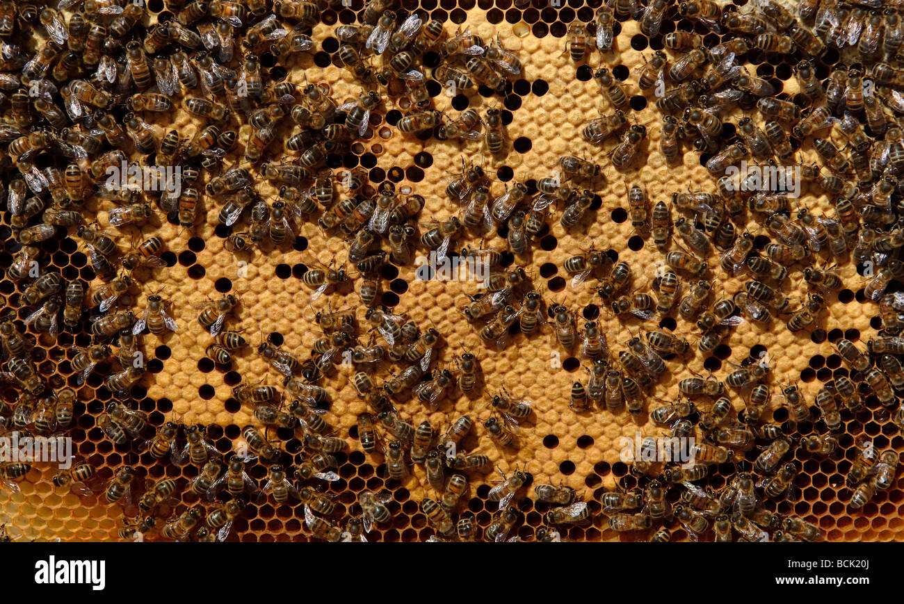 Brood frame from a bee hive Stock Photo - Alamy