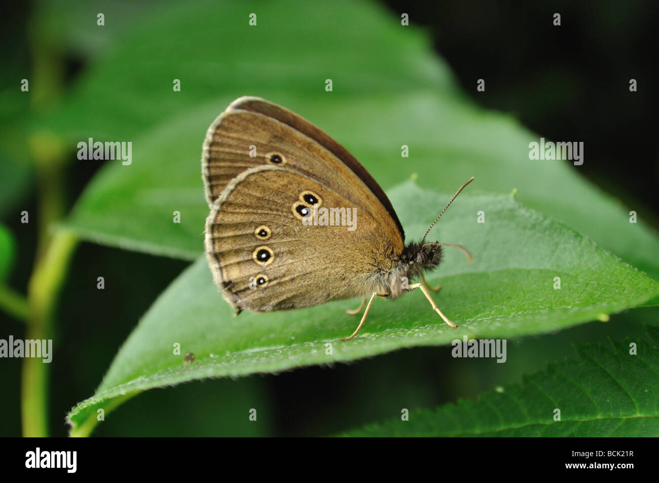 Ringlet butterfly - Aphantopus hyperantus Stock Photo - Alamy