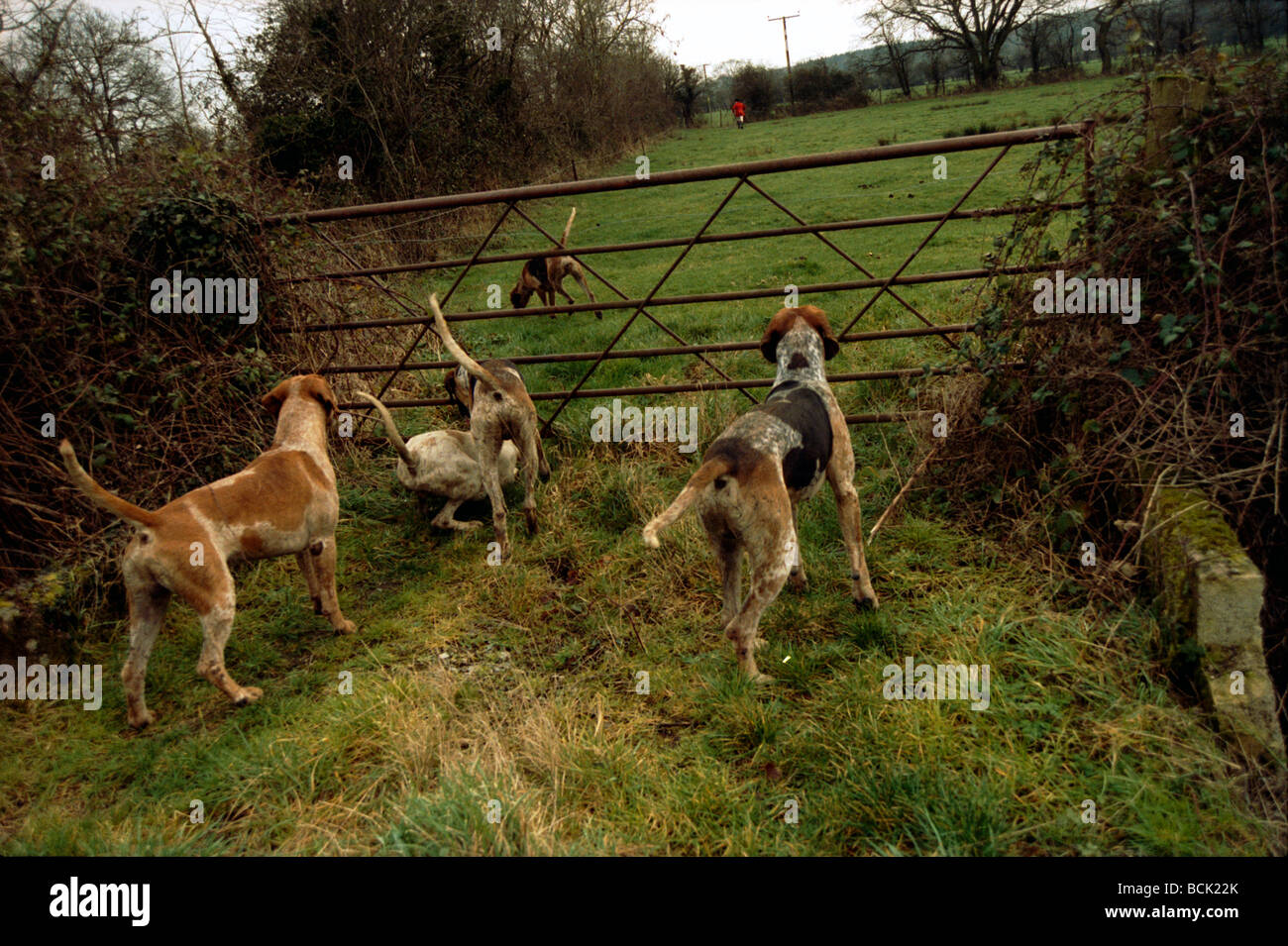 Fox chase farm hi-res stock photography and images - Alamy
