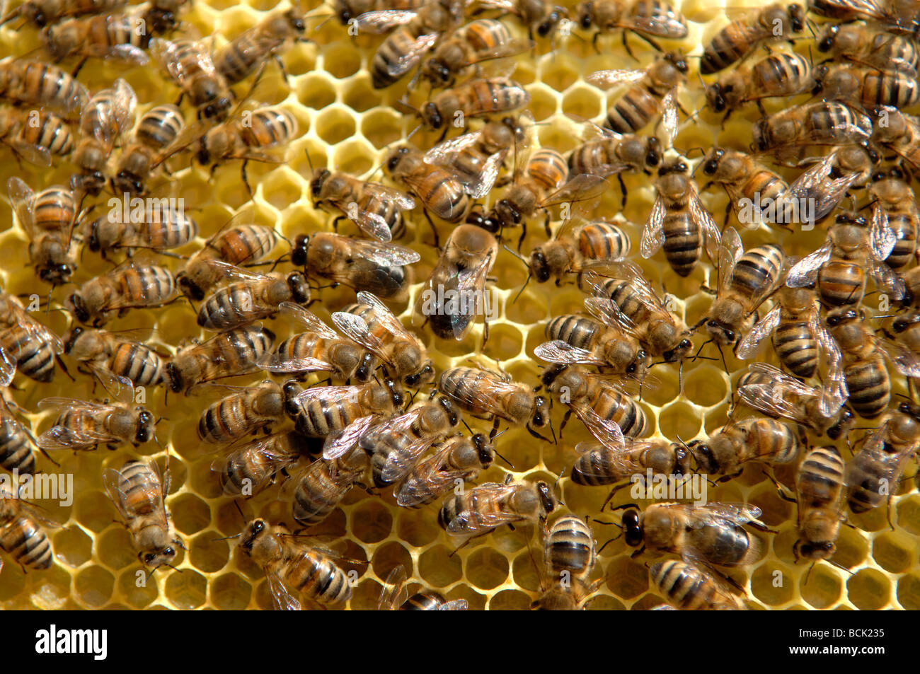 Brood frame from a bee hive Stock Photo - Alamy