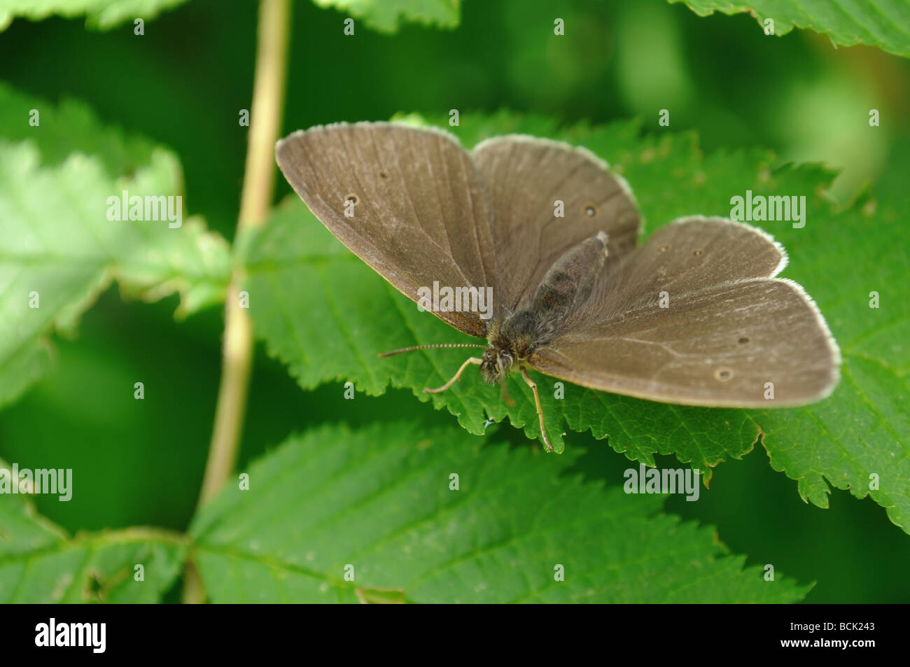 Ringlet butterfly - Aphantopus hyperantus Stock Photo - Alamy