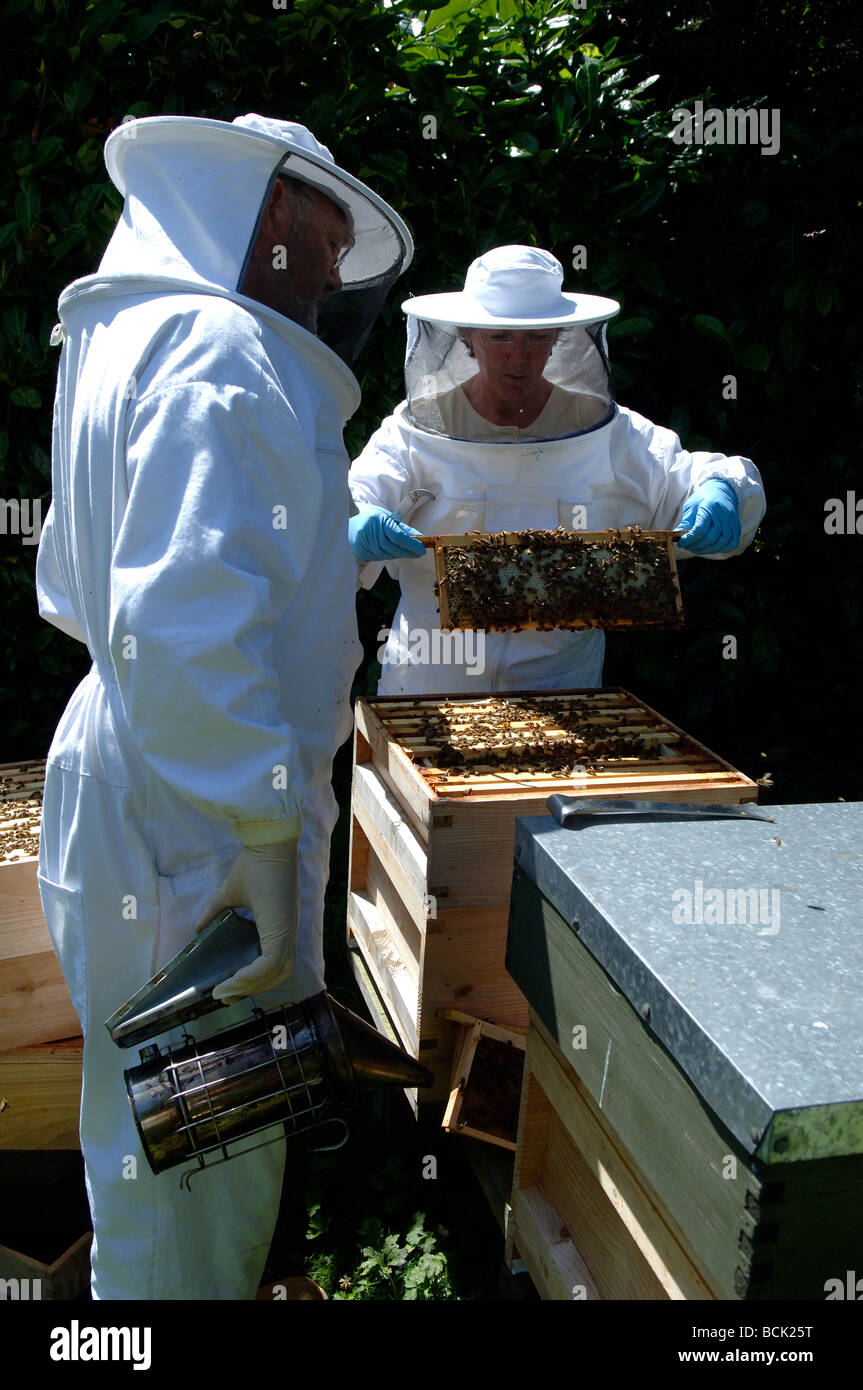 Bee keeper inspecting a national bee hive Stock Photo - Alamy