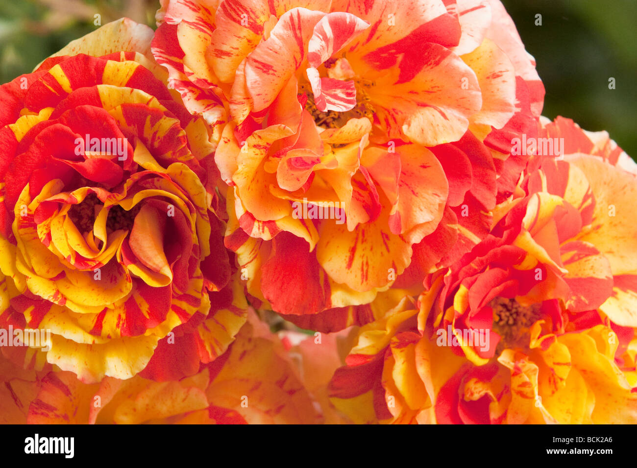 Orange and Red Rose Flowers Stock Photo - Alamy