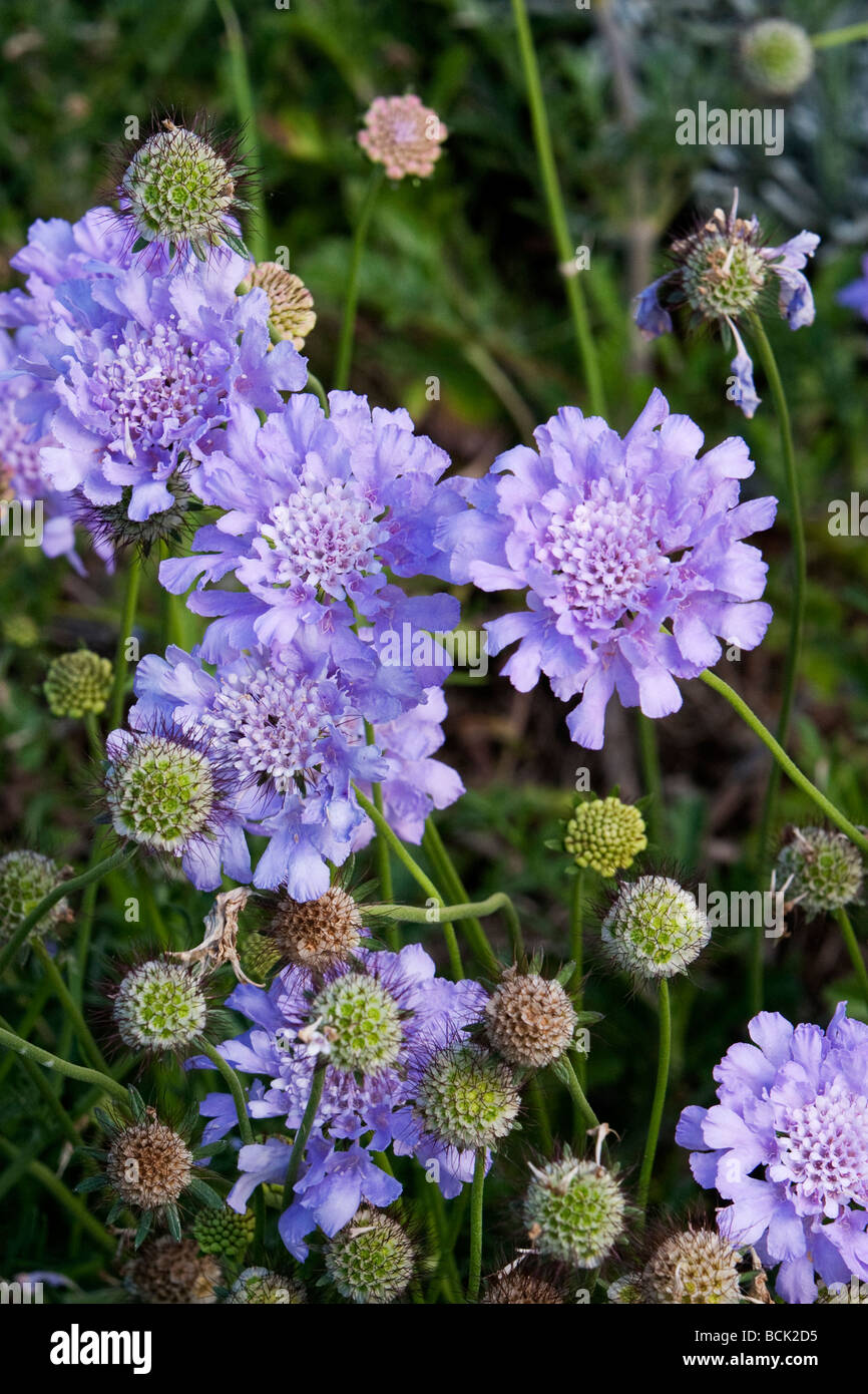 Frilly blue flowers hi-res stock photography and images - Alamy