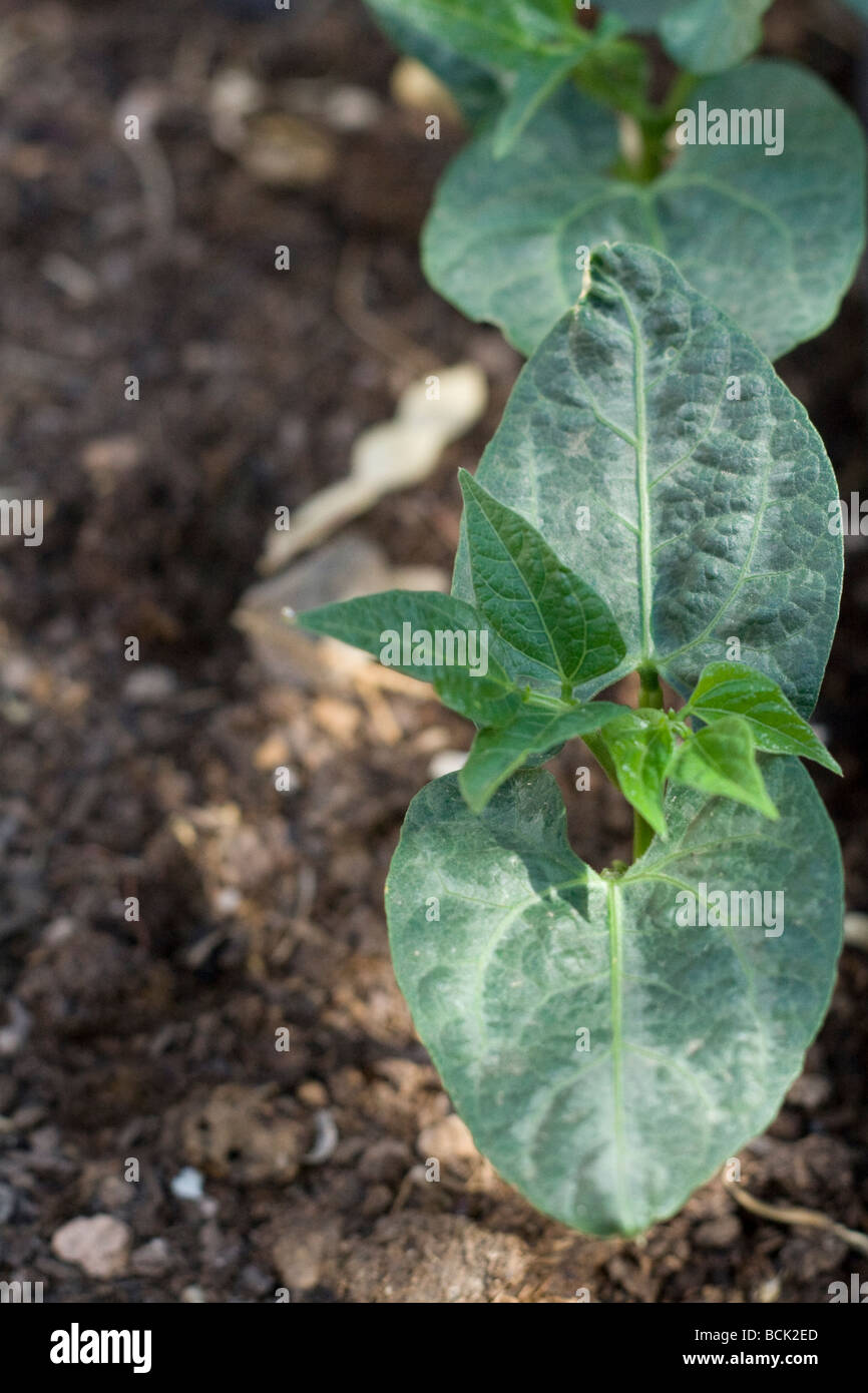 Bean sprouts in mottled sunlight at six inches tall in deep brown soil ...