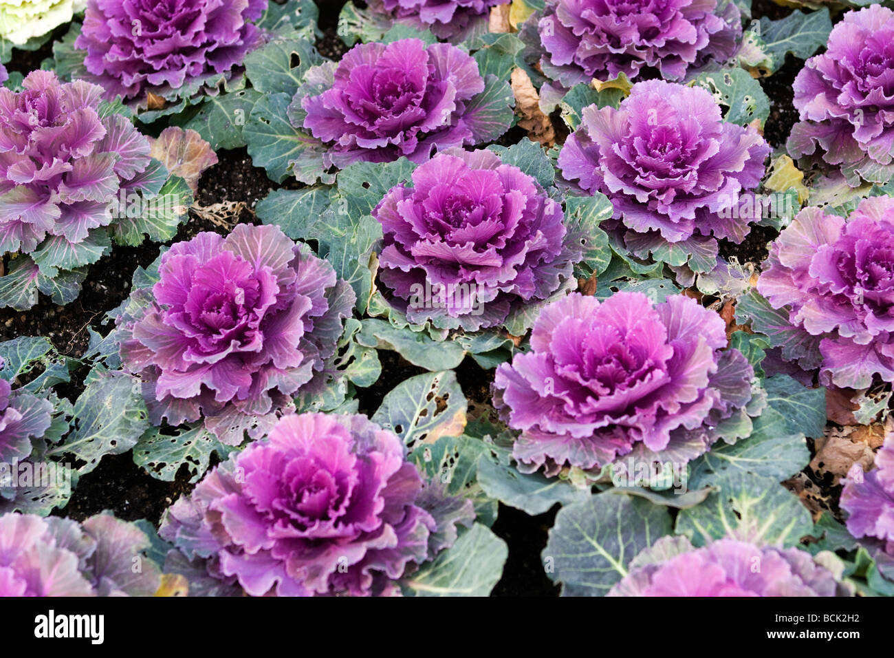 Ornamental Cabbage Plants Stock Photo - Alamy