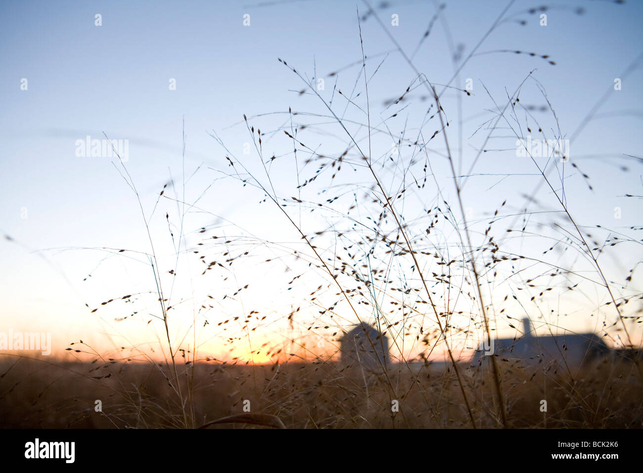 Switchgrass hi-res stock photography and images - Alamy