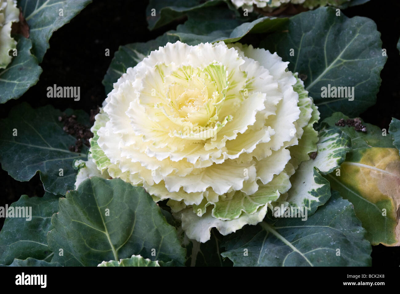 Ornamental Cabbage Plants Stock Photo - Alamy