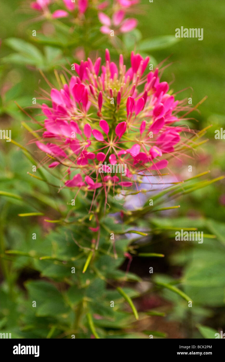 Red Cleome Flower also known as Spider Flower Stock Photo - Alamy