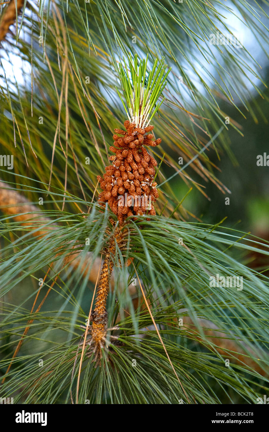 Pine Tree Branch Stock Photo - Alamy