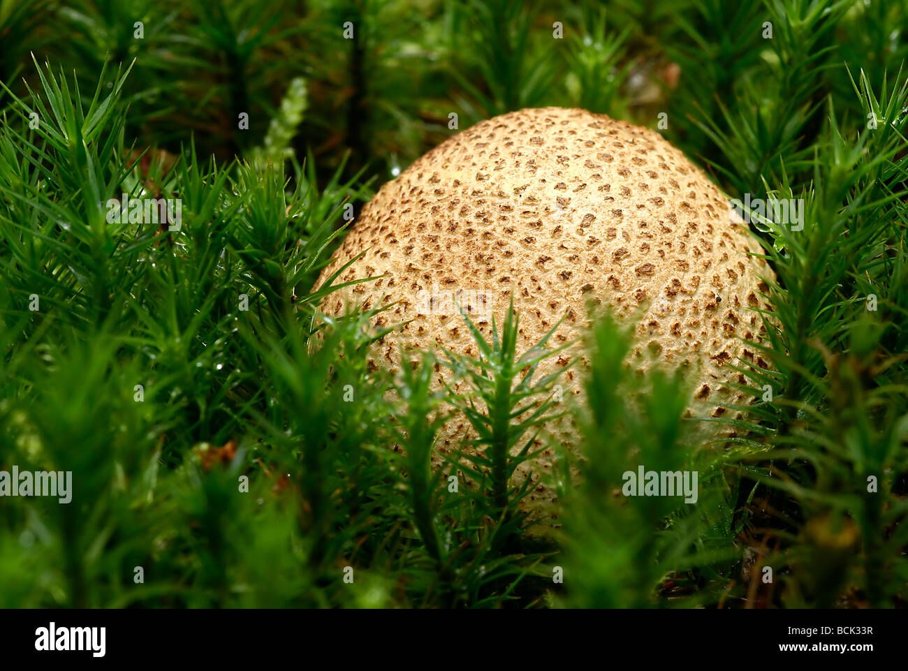 Earth Ball (Scleroderma citrinum) fungi nestling in moss Stock Photo ...