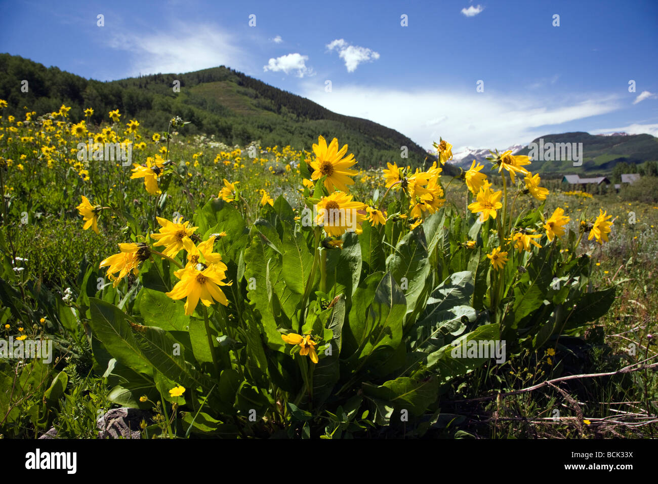 A mule trails hi-res stock photography and images - Alamy