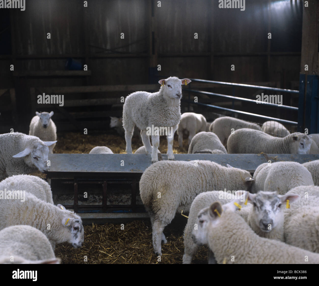 Early born Texel cross lambs in straw bedded house Herefordshire Stock ...