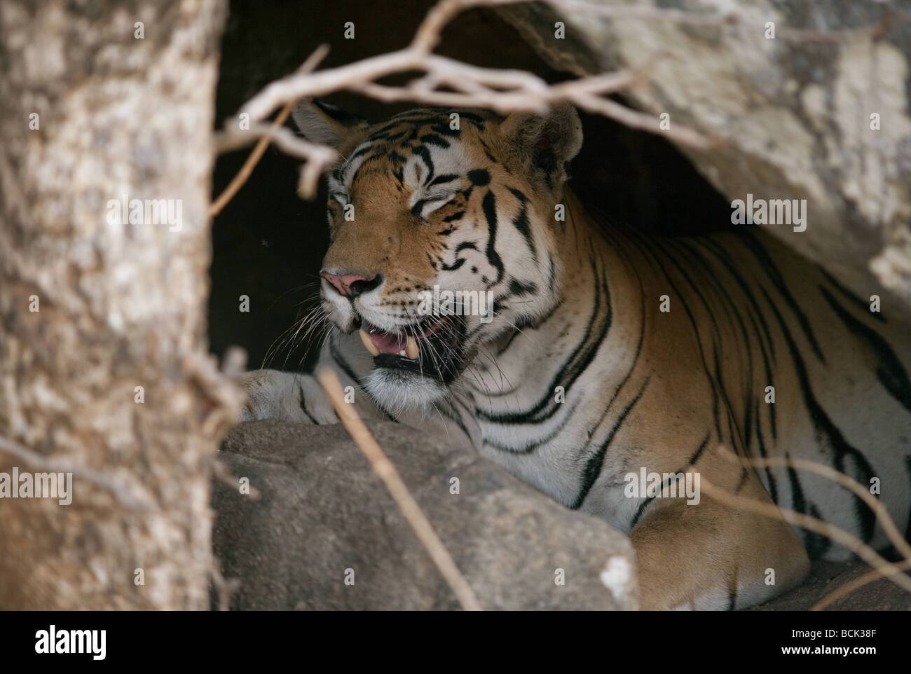 A close up of a tiger resting inside the den at Pench Tiger Reserve ...
