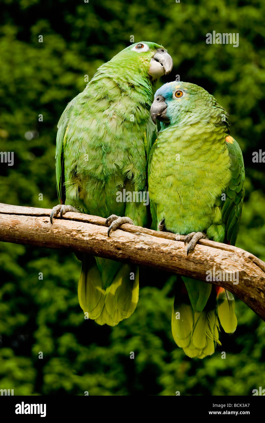 The Amazon Parrots High Resolution Stock Photography and Images - Alamy