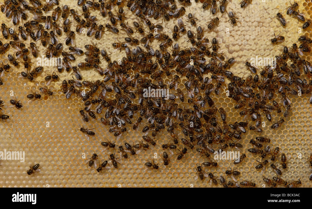 Brood frame from a bee hive Stock Photo - Alamy
