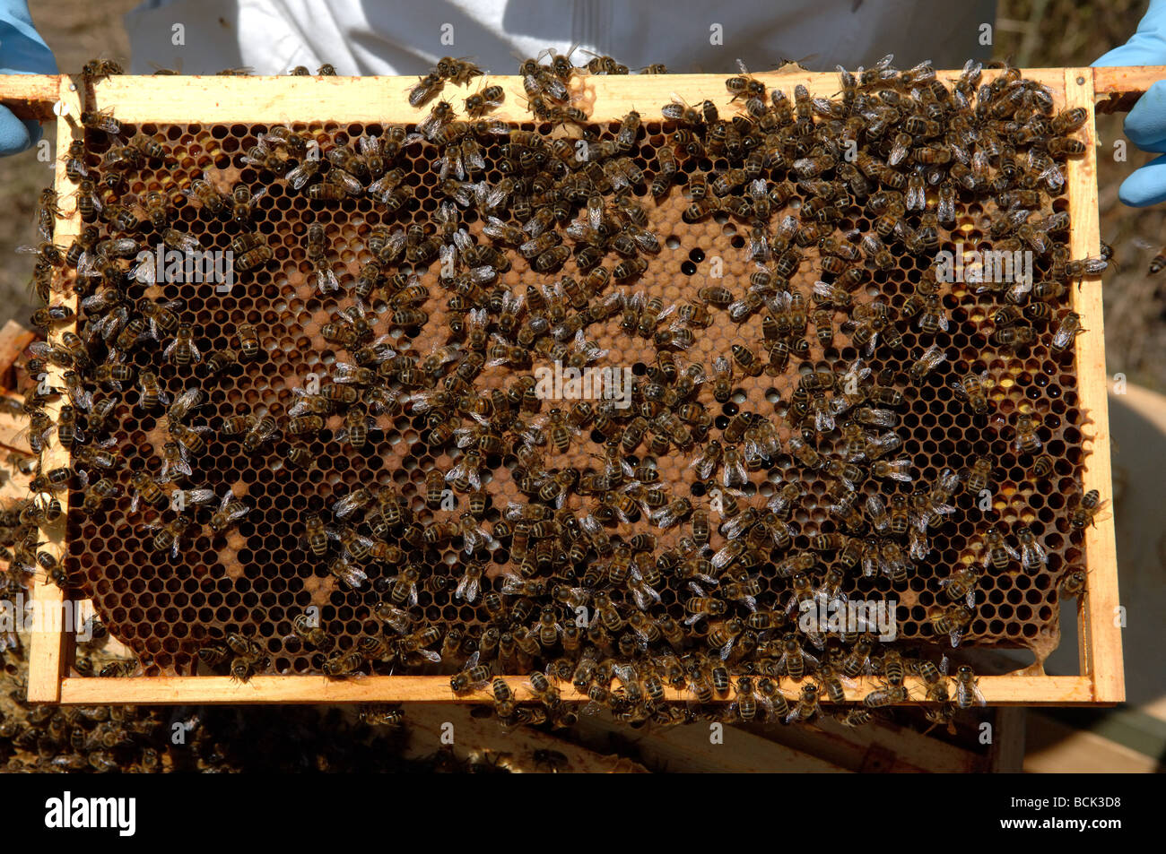 Brood frame from a bee hive Stock Photo - Alamy