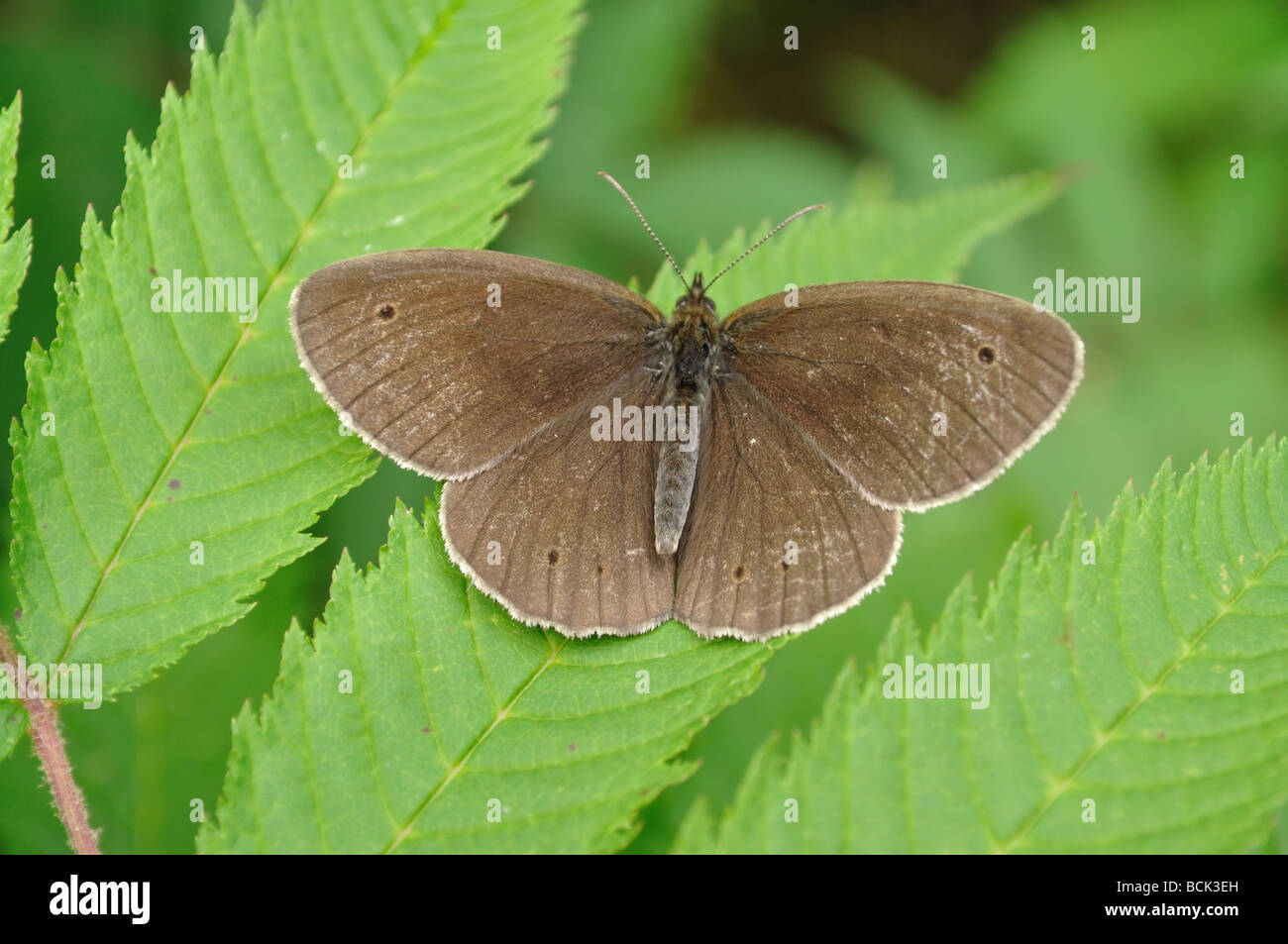 Ringlet butterfly - Aphantopus hyperantus Stock Photo - Alamy