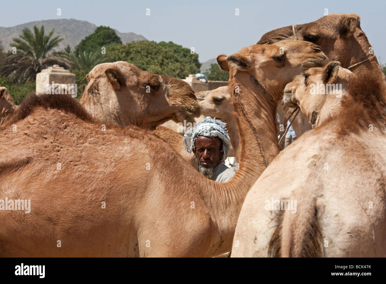 Camel trader on the camel market of Aget, a Tigre village in Eritrea Stock Photo - Alamy
