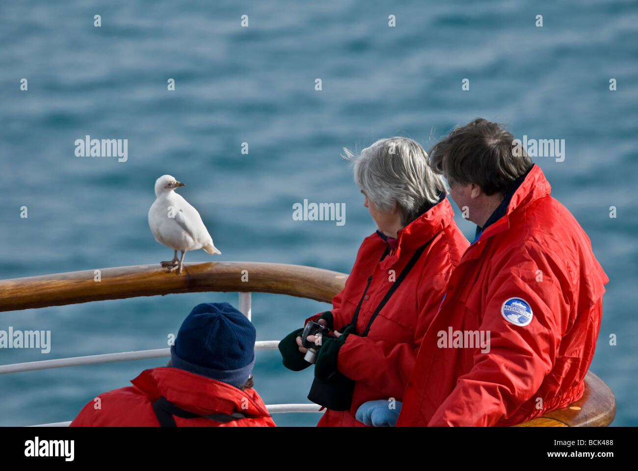 Antarctica Antarctic Peninsula Antarctic Sound Snowy Sheathbill Chionis ...