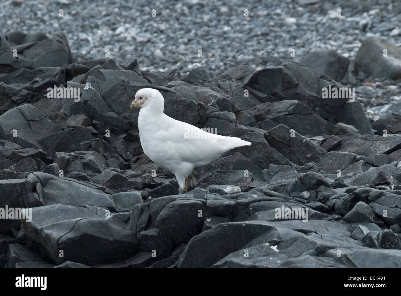 Antarctica Antarctic Peninsula Antarctic Sound Snowy Sheathbill Chionis ...