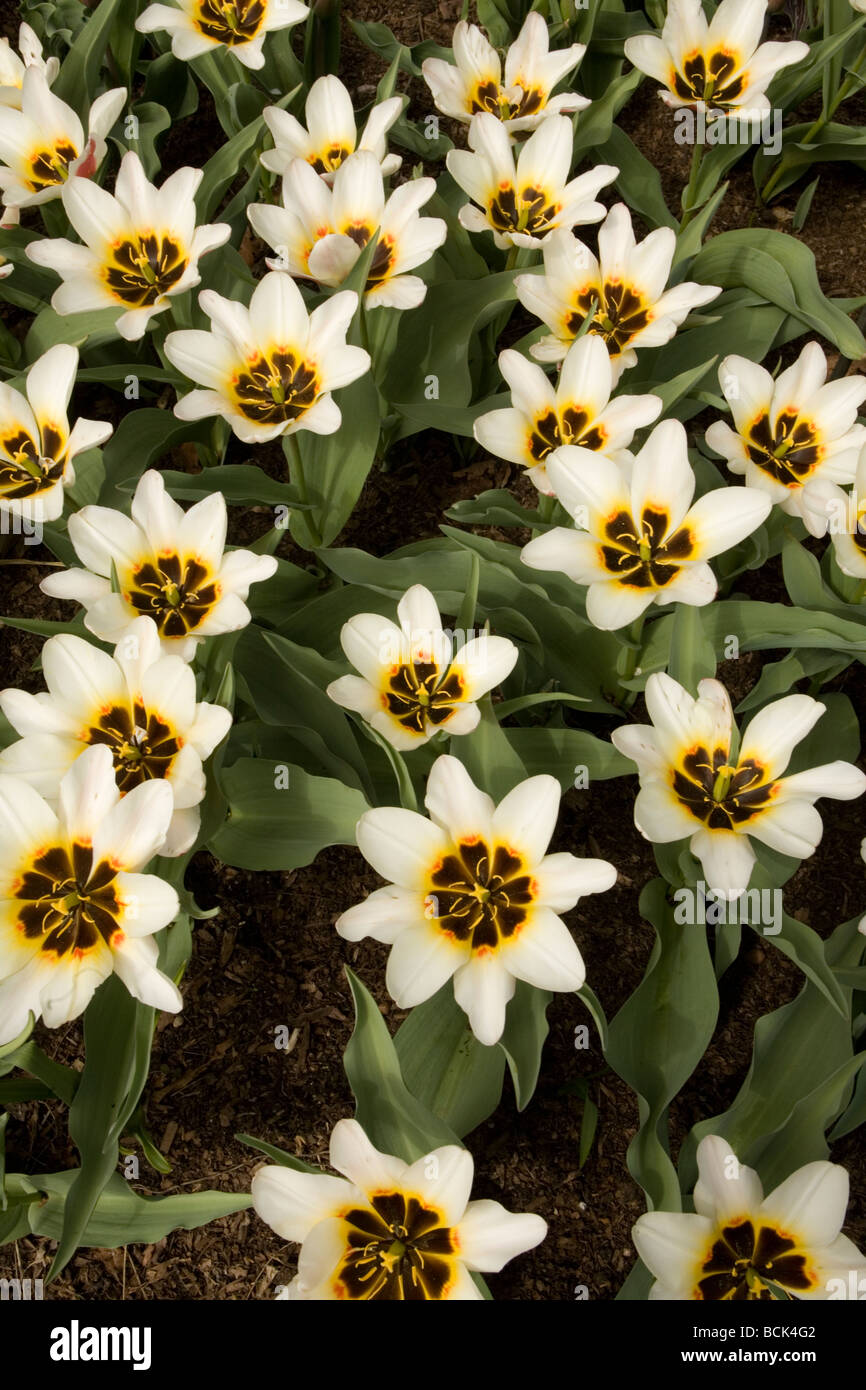 Miniature tulips Brooklyn Botanic Garden Stock Photo - Alamy