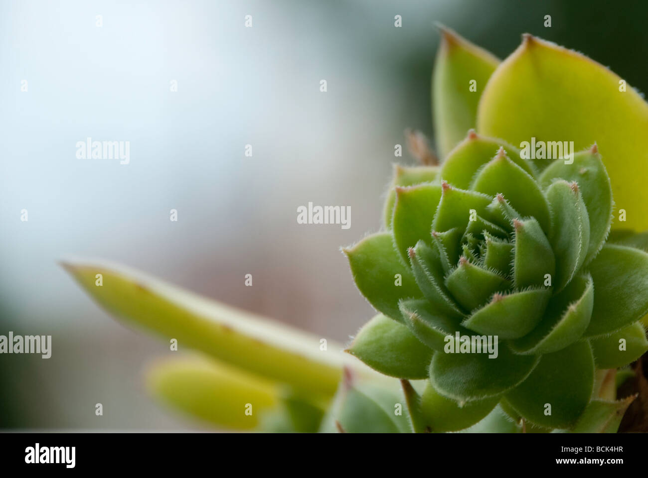Layers of cactus hi-res stock photography and images - Alamy