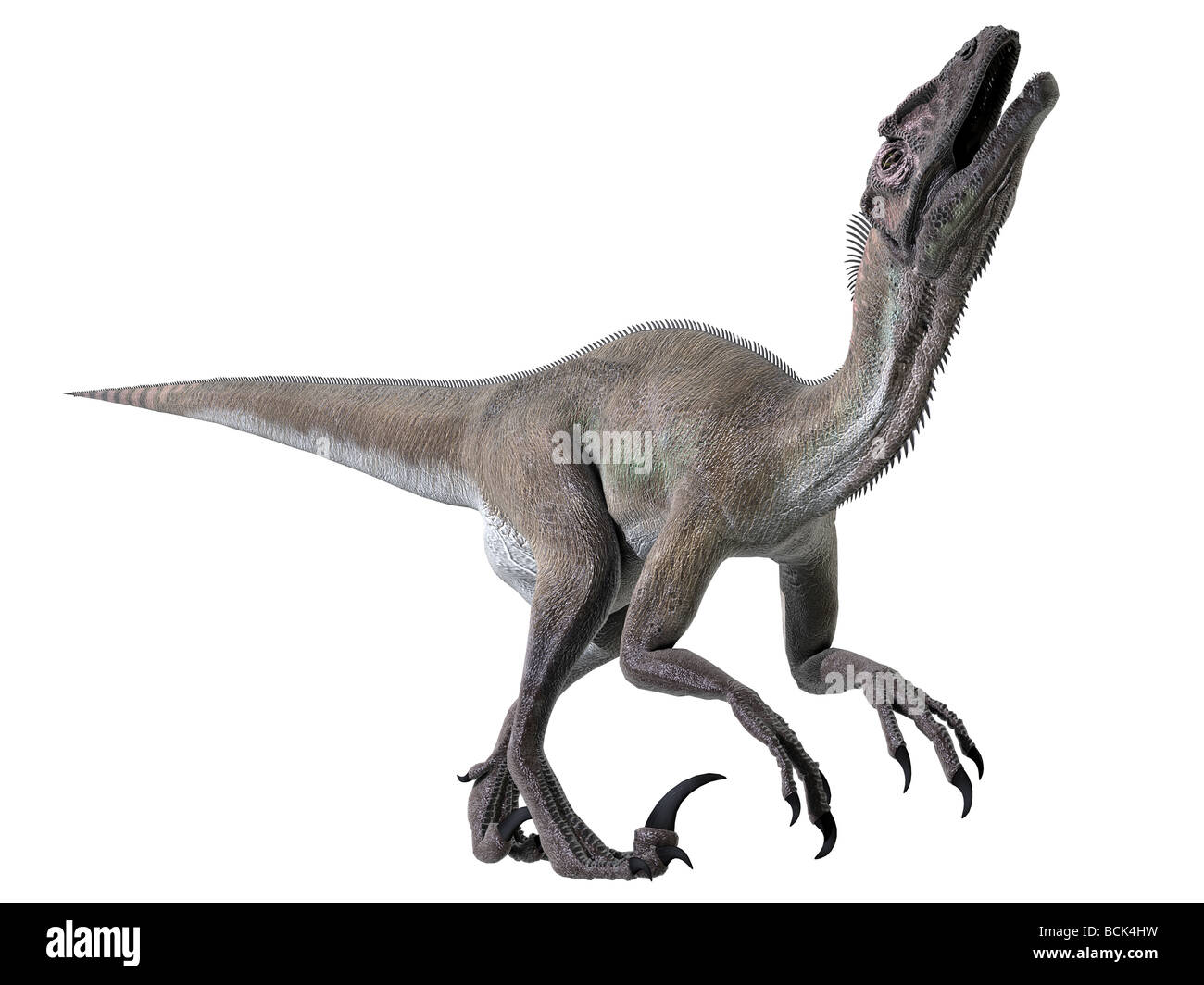 Utahraptor Stock Photos & Utahraptor Stock Images - Alamy