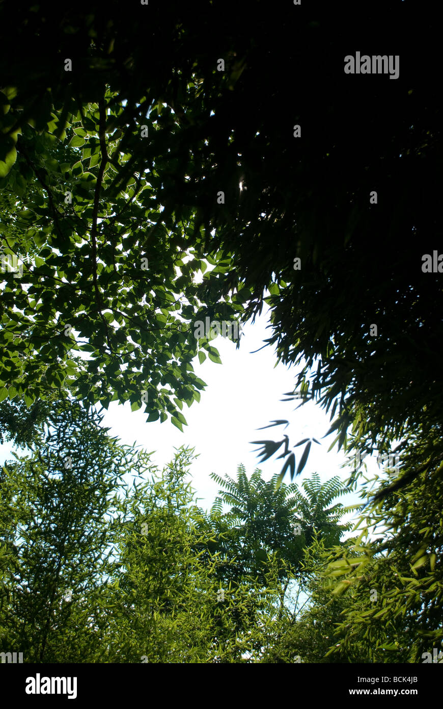 Forest shapes hi-res stock photography and images - Alamy