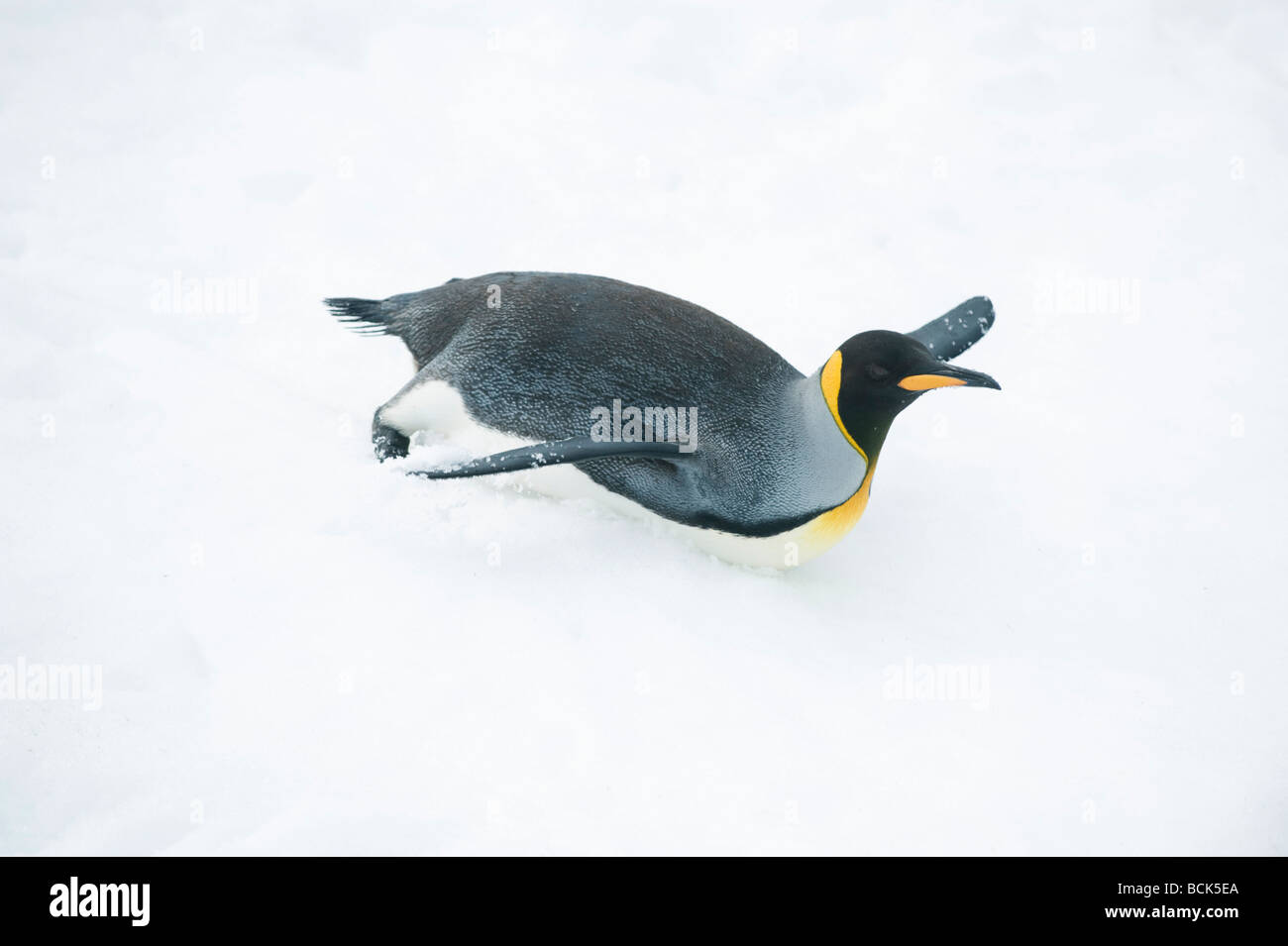 Baby Emperor Penguins Sliding