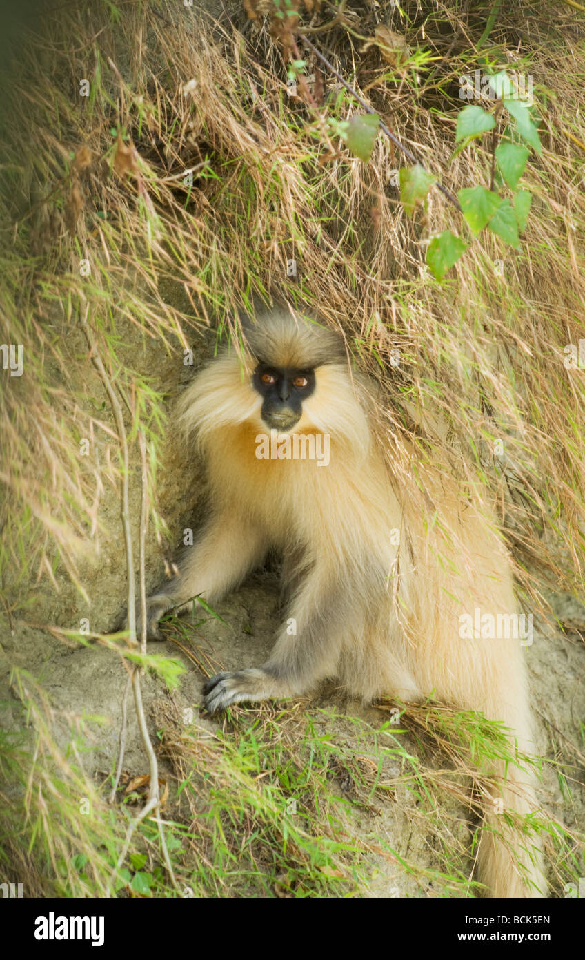 Golden Langur (Trachypithecus geei) WILD, Shemgang Valley, Bhutan ...