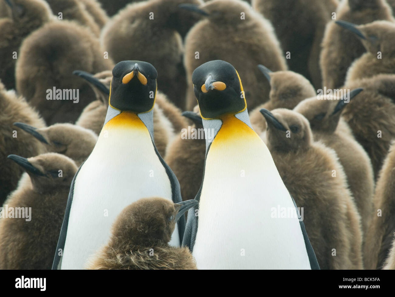 King penguin chick creche hi-res stock photography and images - Alamy