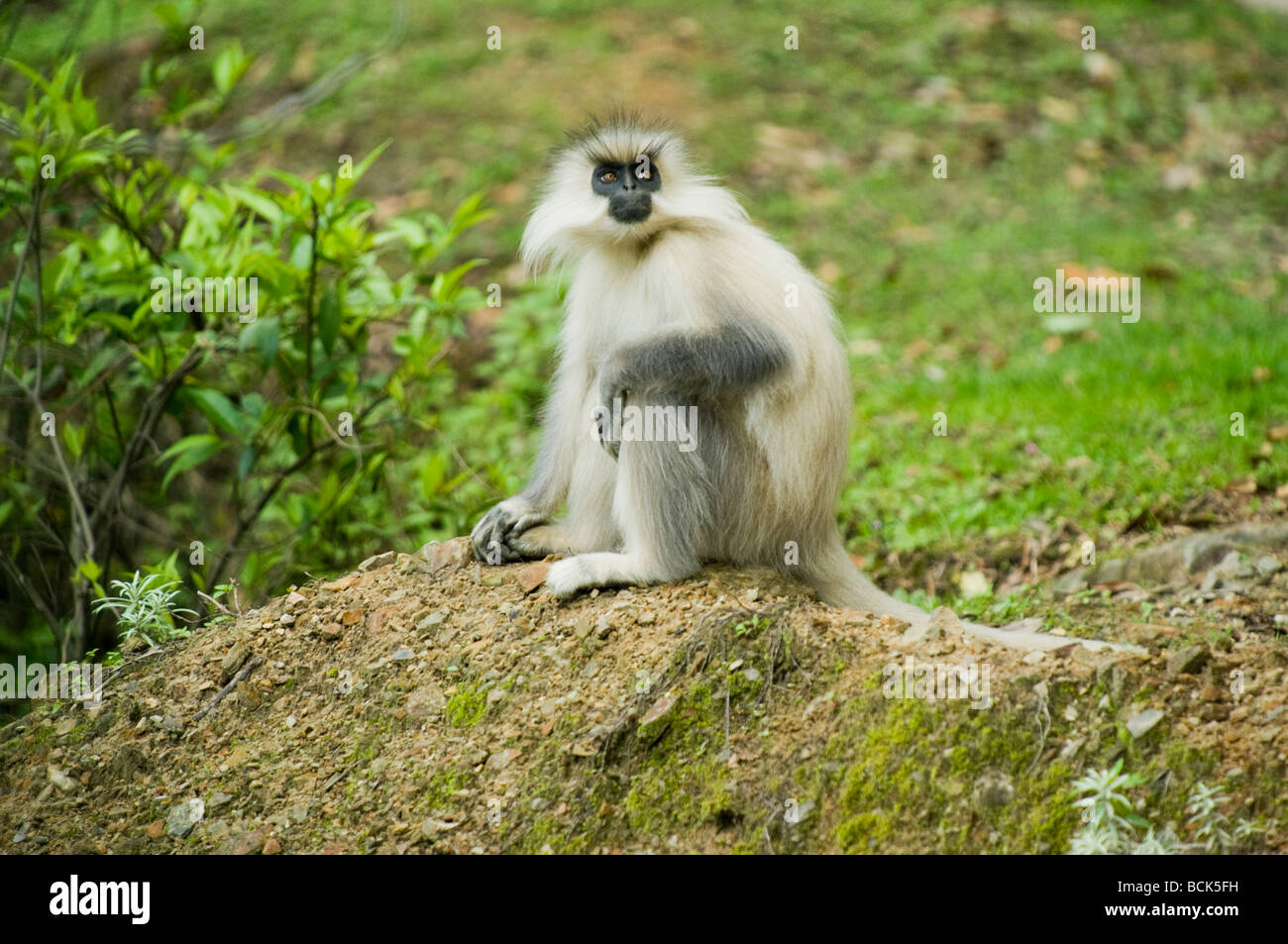 Golden Langur (Trachypithecus geei) WILD, Shemgang Valley, Bhutan ...