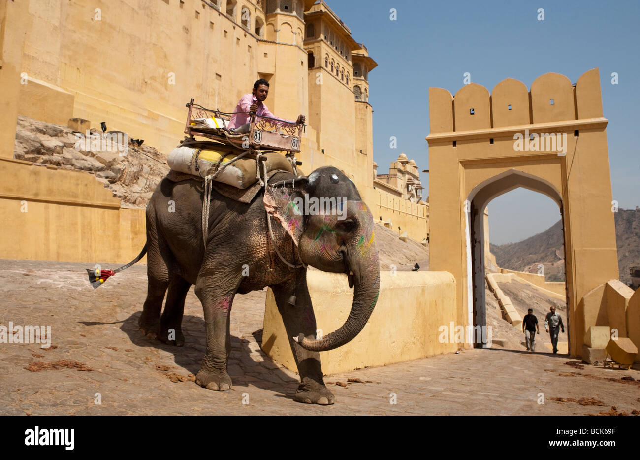Elephant Coming Down From The Amber Palace Jaipur Rajasthan India Stock ...