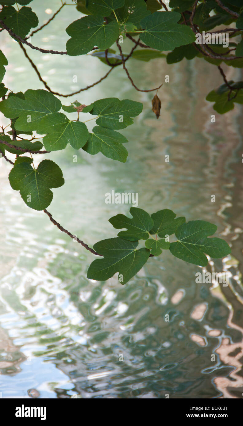 Venice - a fig tree grows over a small canal from a courtyard garden ...
