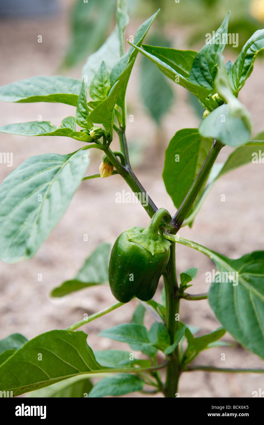 Pepper flower hi-res stock photography and images - Alamy