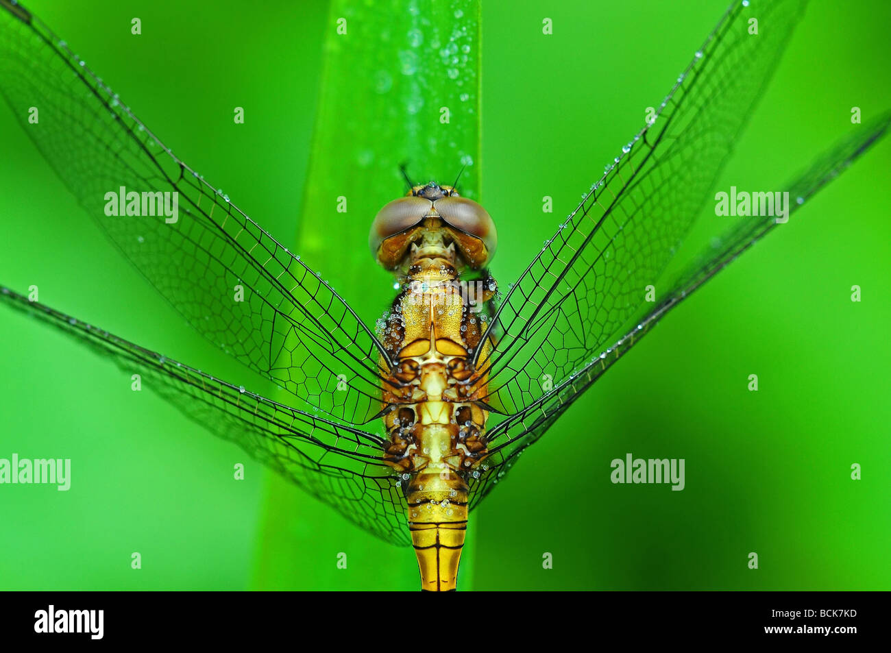 yellow dragonfly in the parks Stock Photo - Alamy