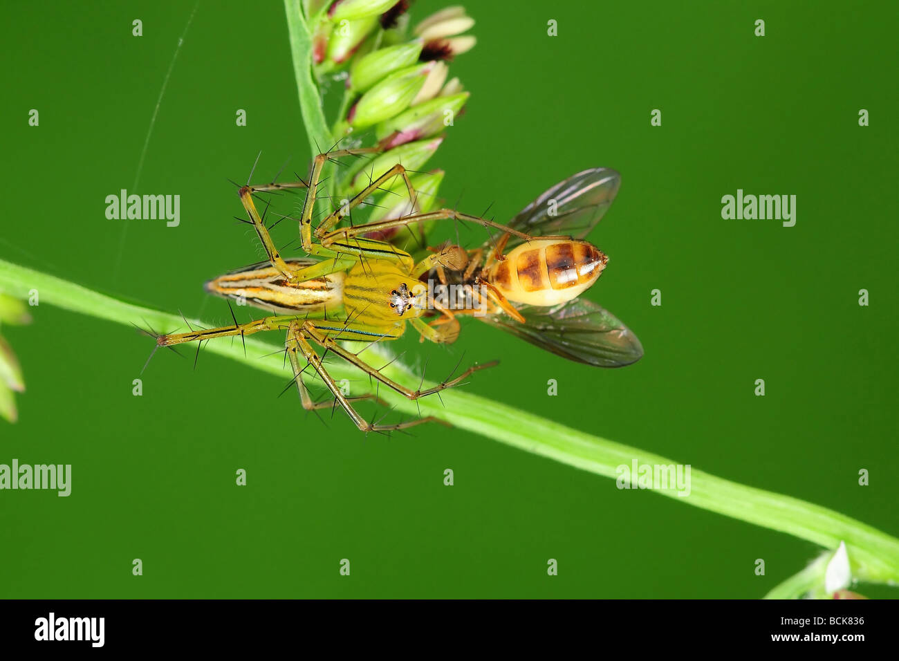 lynx spider eating a bee in the parks Stock Photo - Alamy