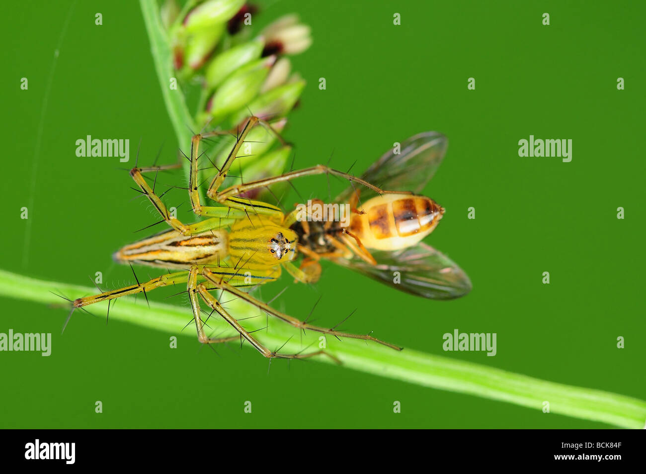 lynx spider eating a bee in the parks Stock Photo - Alamy