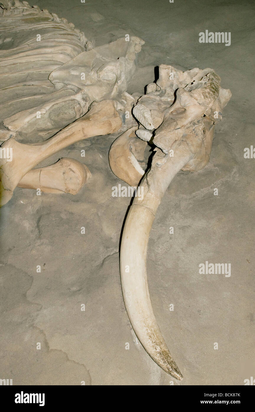 Pygmy or Channel Islands Mammoth (Mammuthus exilis) Fossil of extinct ...
