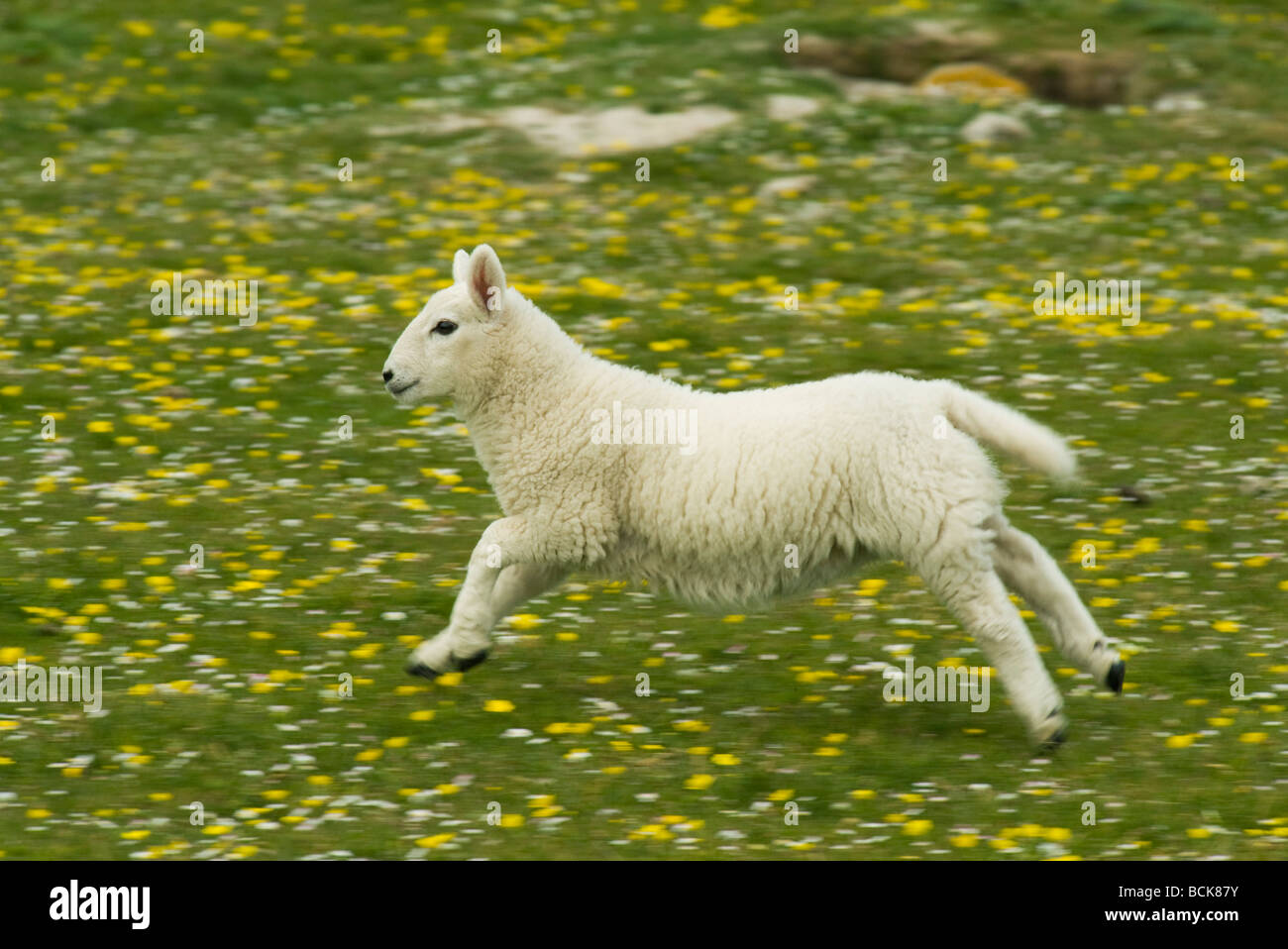 Lamb running, Monach Islands, Outer Hebrides Scotland Stock Photo - Alamy