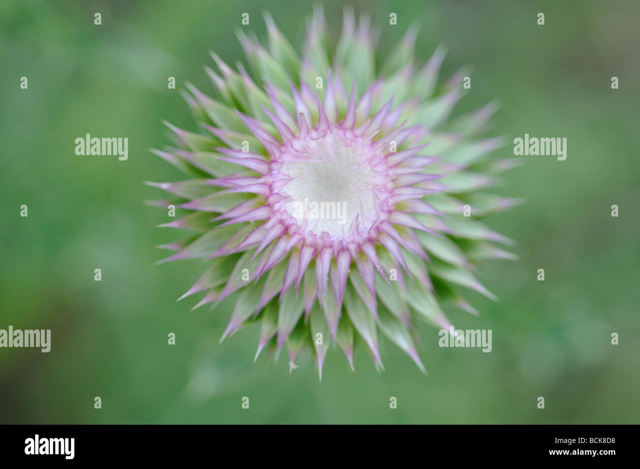 Thistles purple flowers hi-res stock photography and images - Alamy