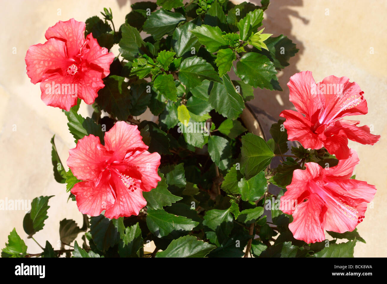 Hibiscus blossoms store